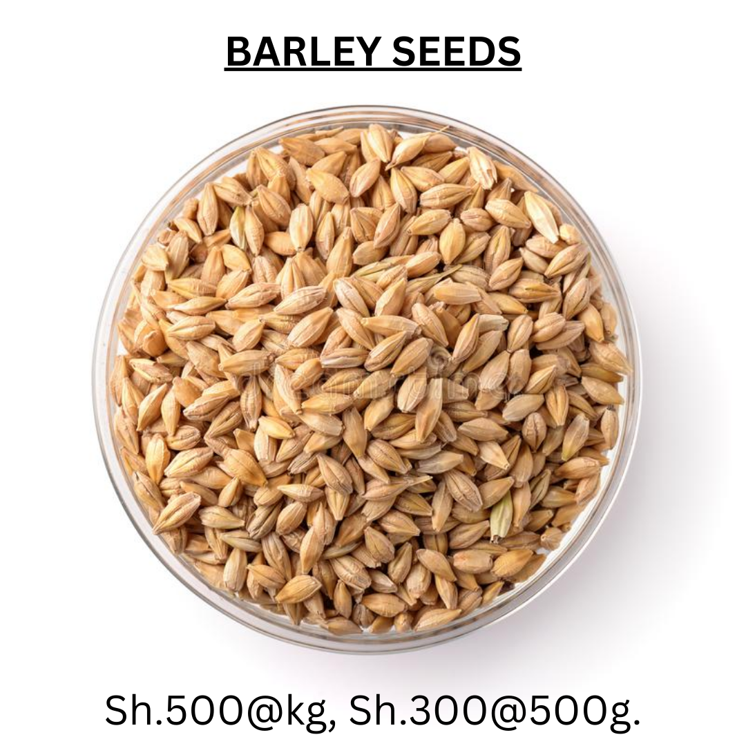 Where to get Barley Seeds in Nairobi & Kenya – KALONJI ONLINE SHOP