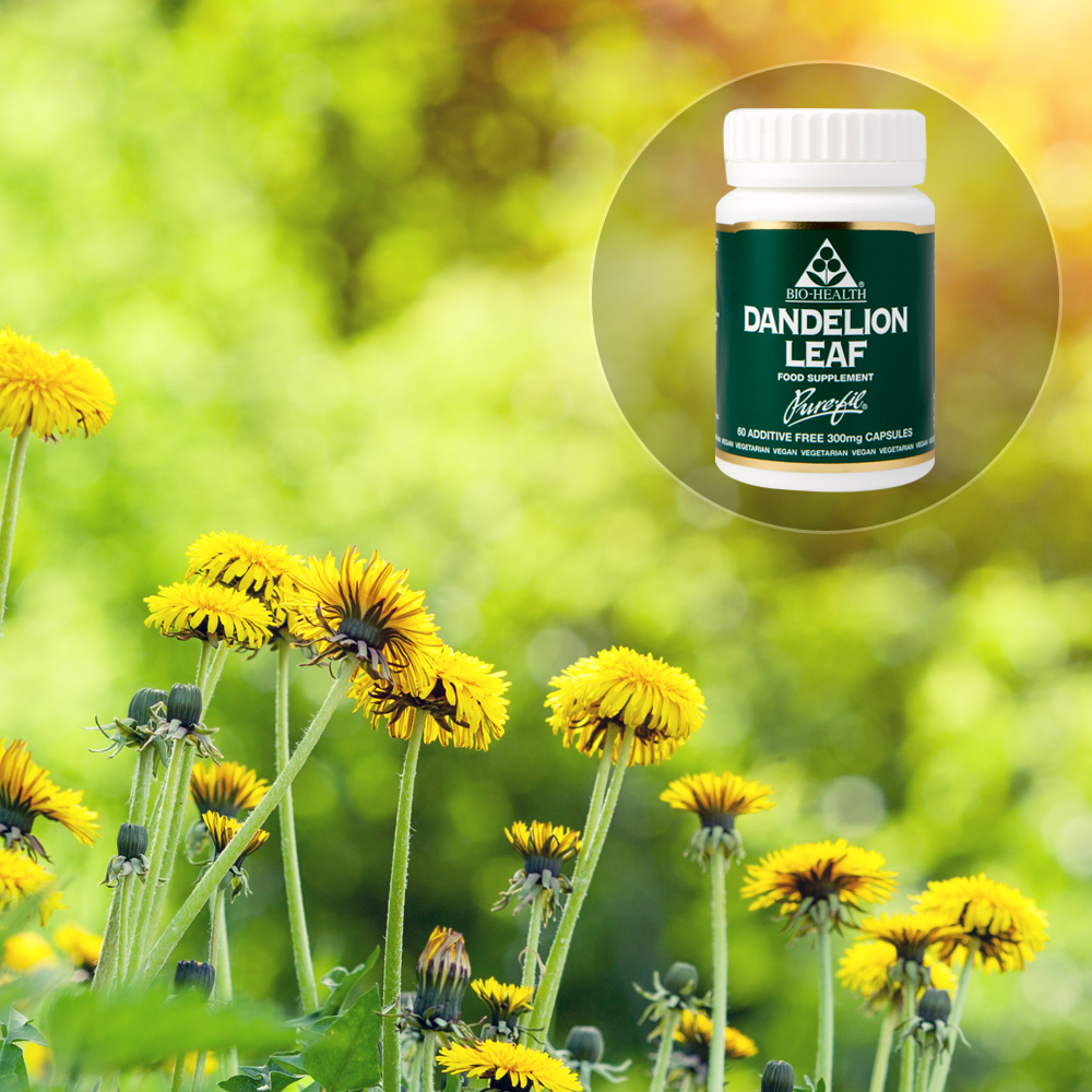 Where to get Dandelion Capsules in Nairobi & Kenya – KALONJI ONLINE SHOP